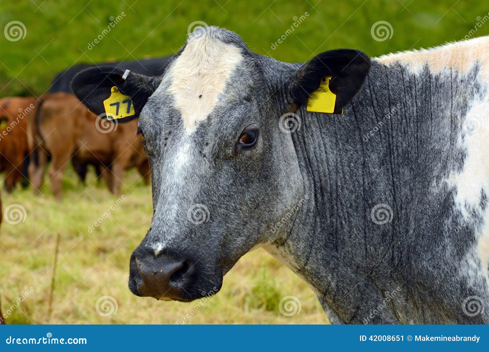 Blue And White Cow In Field Stock Photo - Image: 42008651