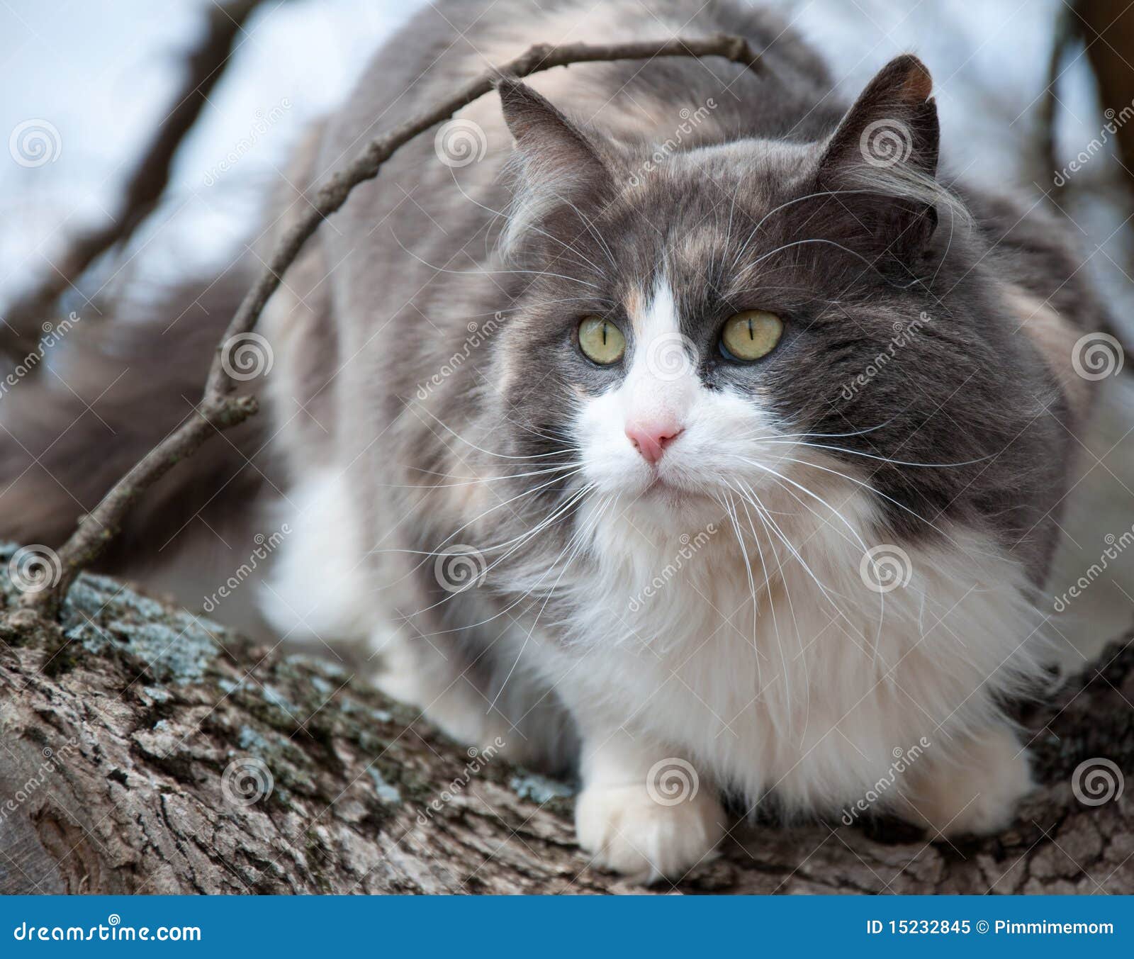 Gray Calico Cat With Blue Eyes