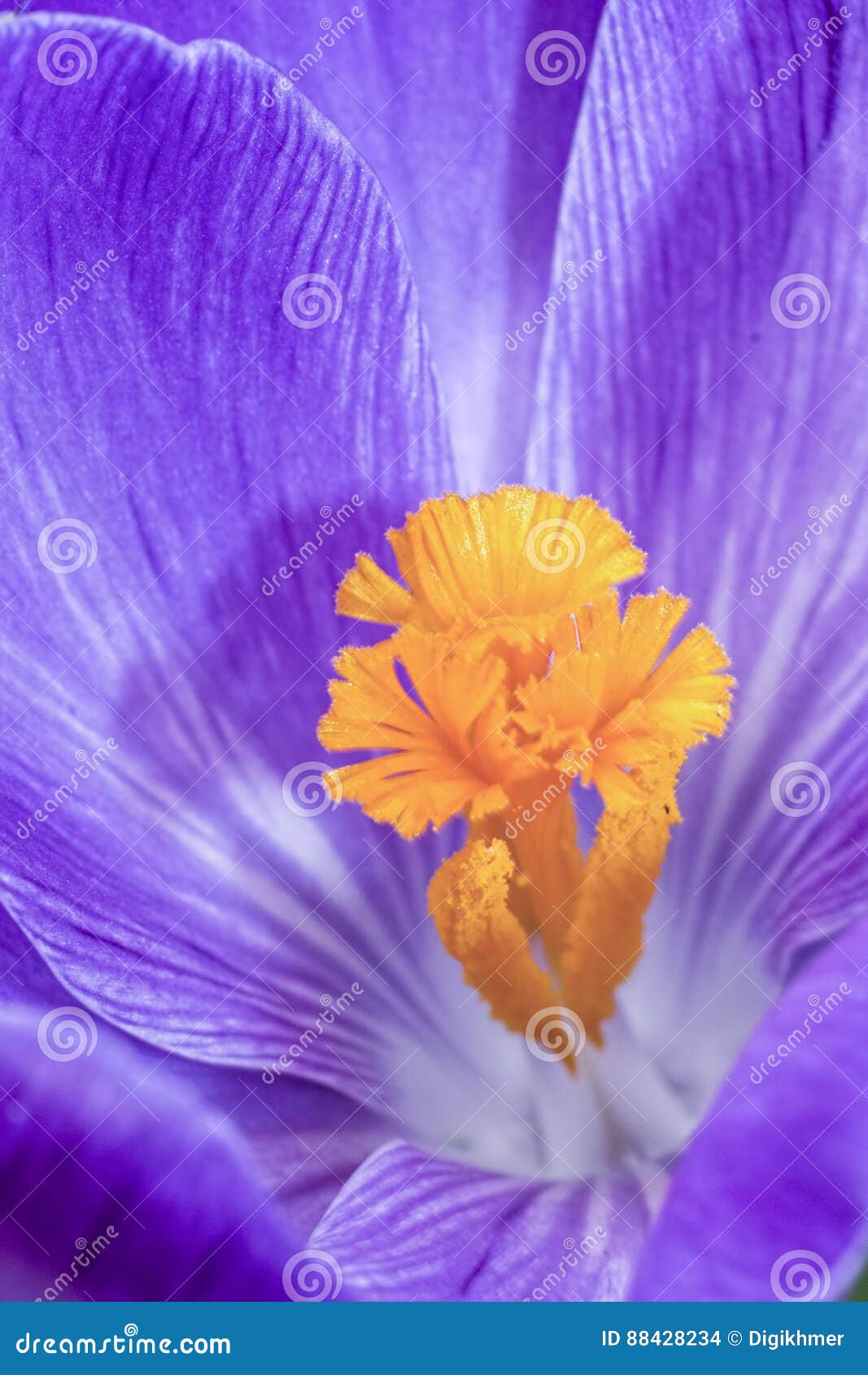 Blue white crocus stock photo. Image of fresh, hague - 88428234