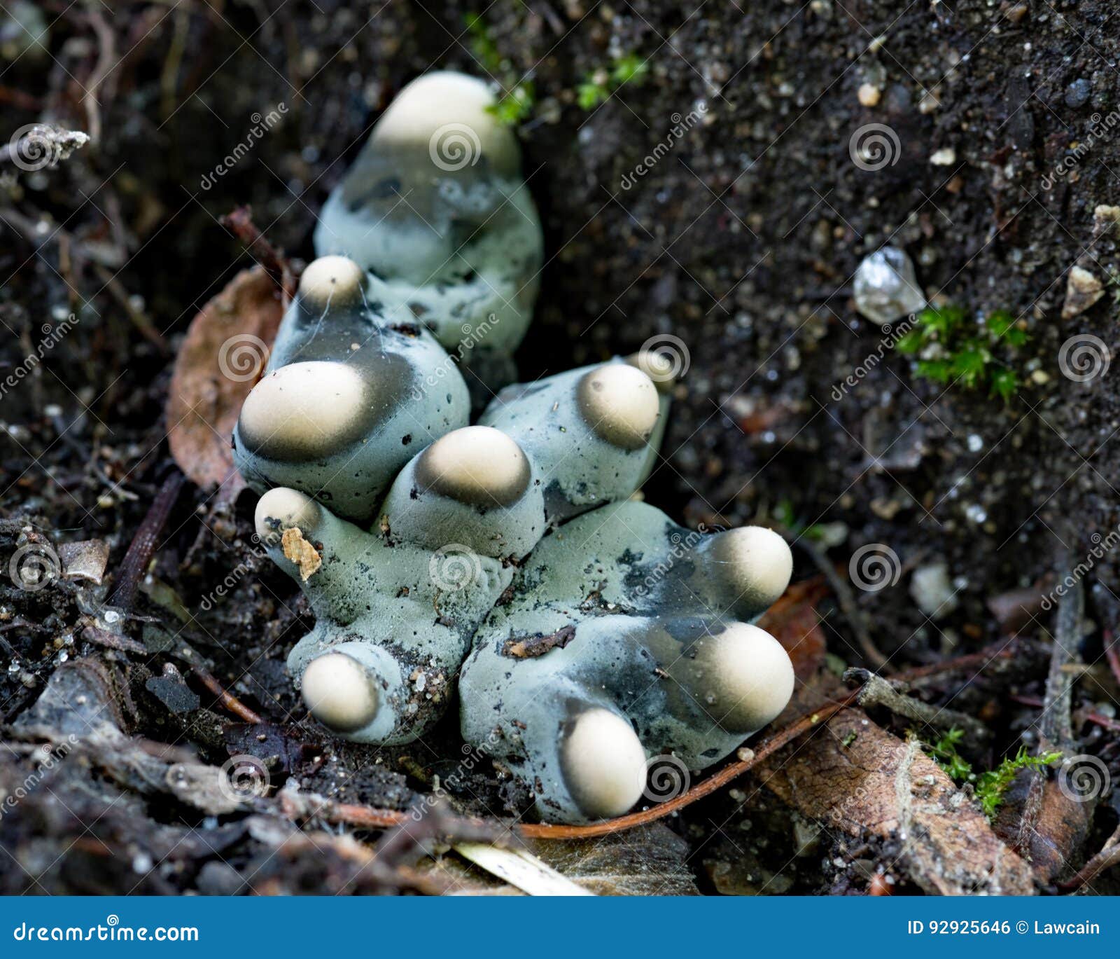 Blue & White Domed Fungi Stock Photo - Image of fruit, fungus: 92925646