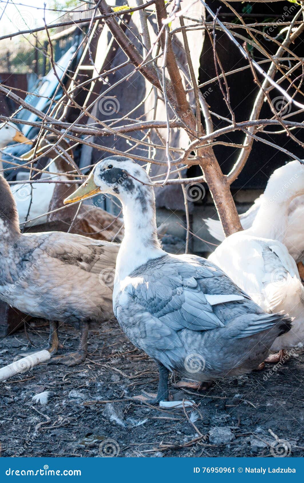 Blue and White Domestic Ducks Stock Image - Image of bird, follow: 76950961