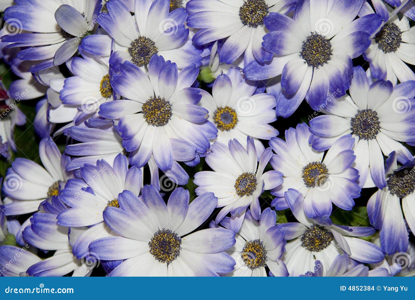 Blue and white flowers stock photo. Image of blossoming - 4852384