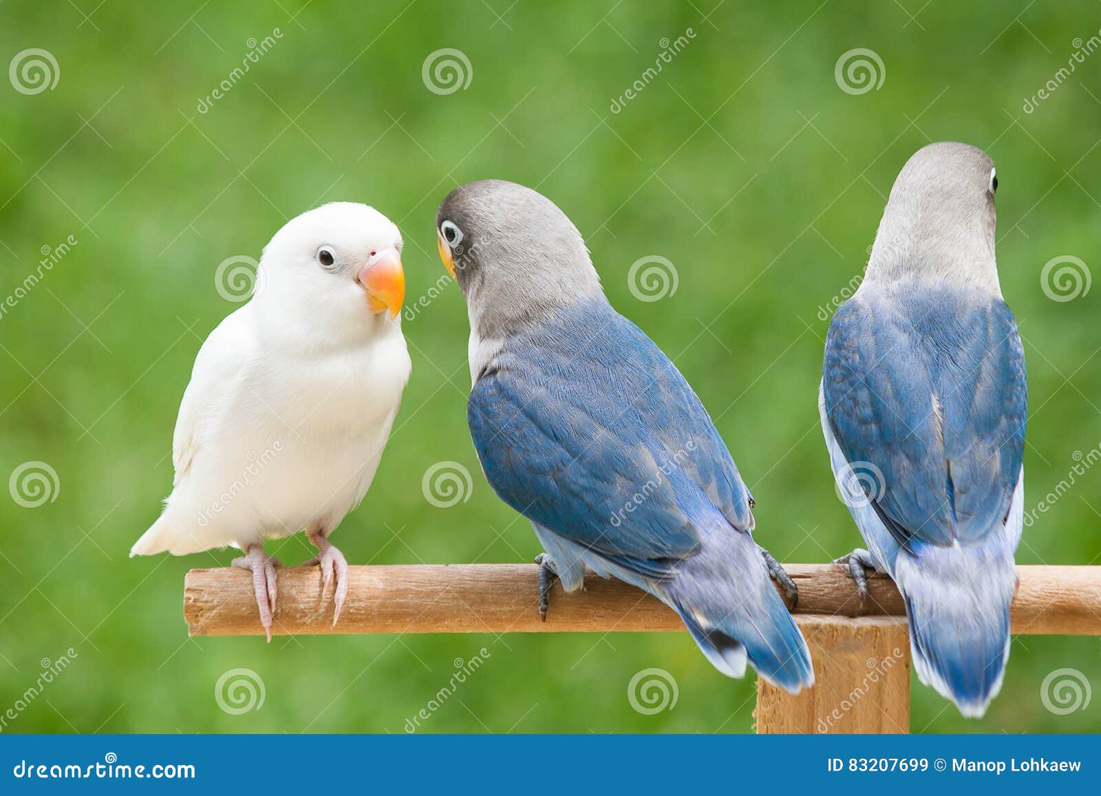 30,260 Blue Perch Photos - Free & Royalty-Free Stock Photos from Dreamstime