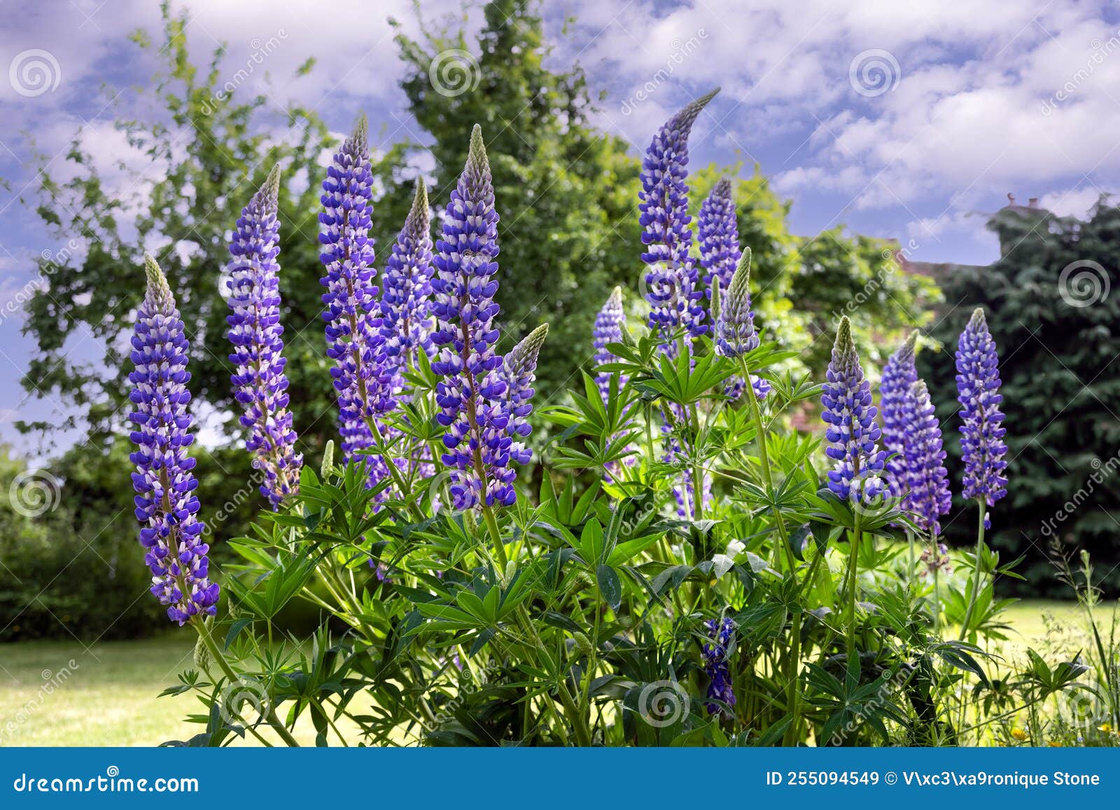 Blue and White Lupin in a Garden Stock Image - Image of cloud, floral ...