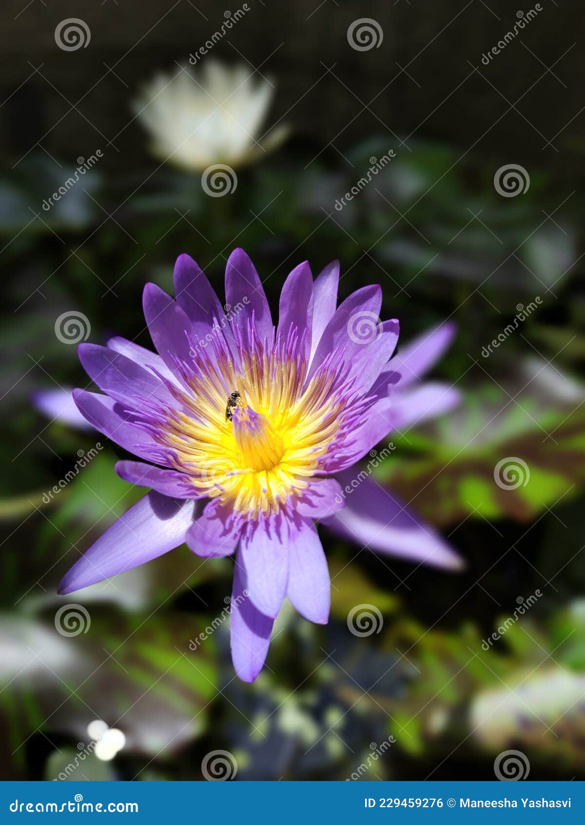 Blue and White Nil Manel Flowers in Pond Stock Photo - Image of pollen ...