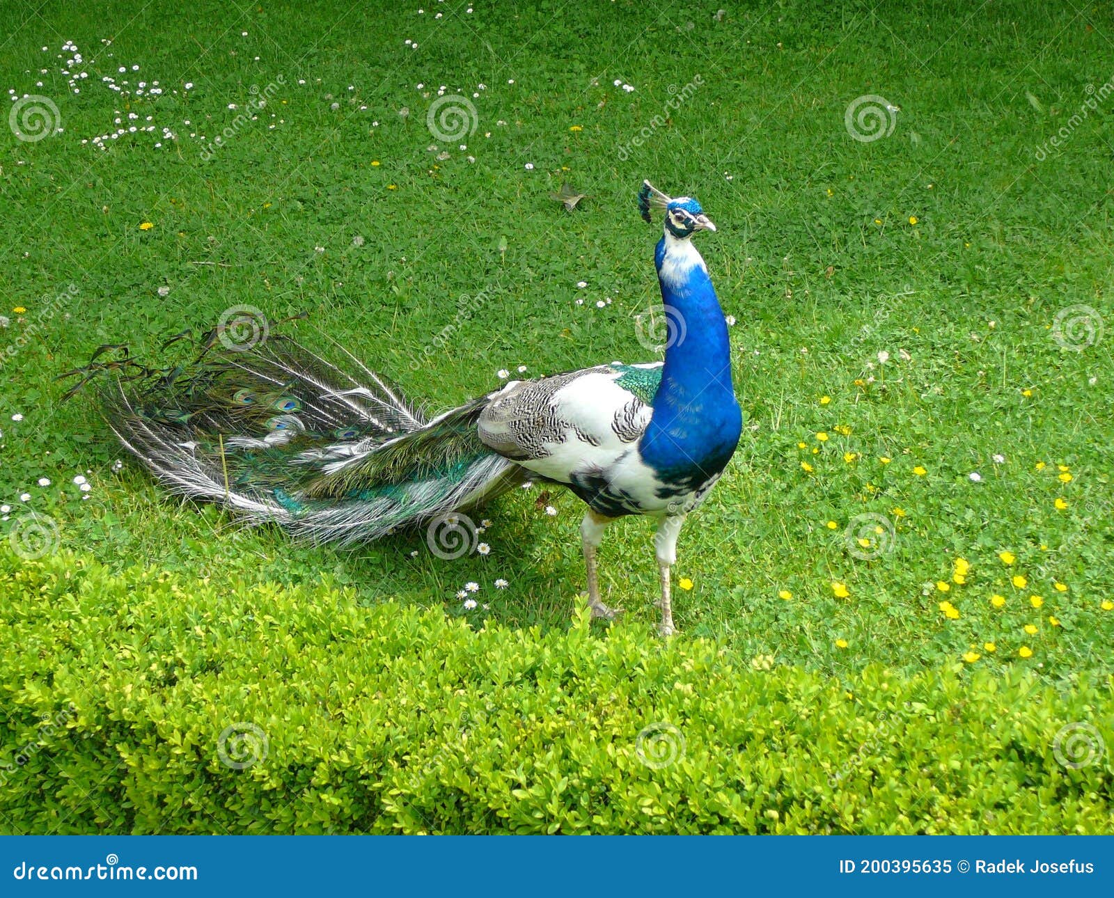 The Blue and White Peacock on the Meadow Stock Image - Image of nature ...
