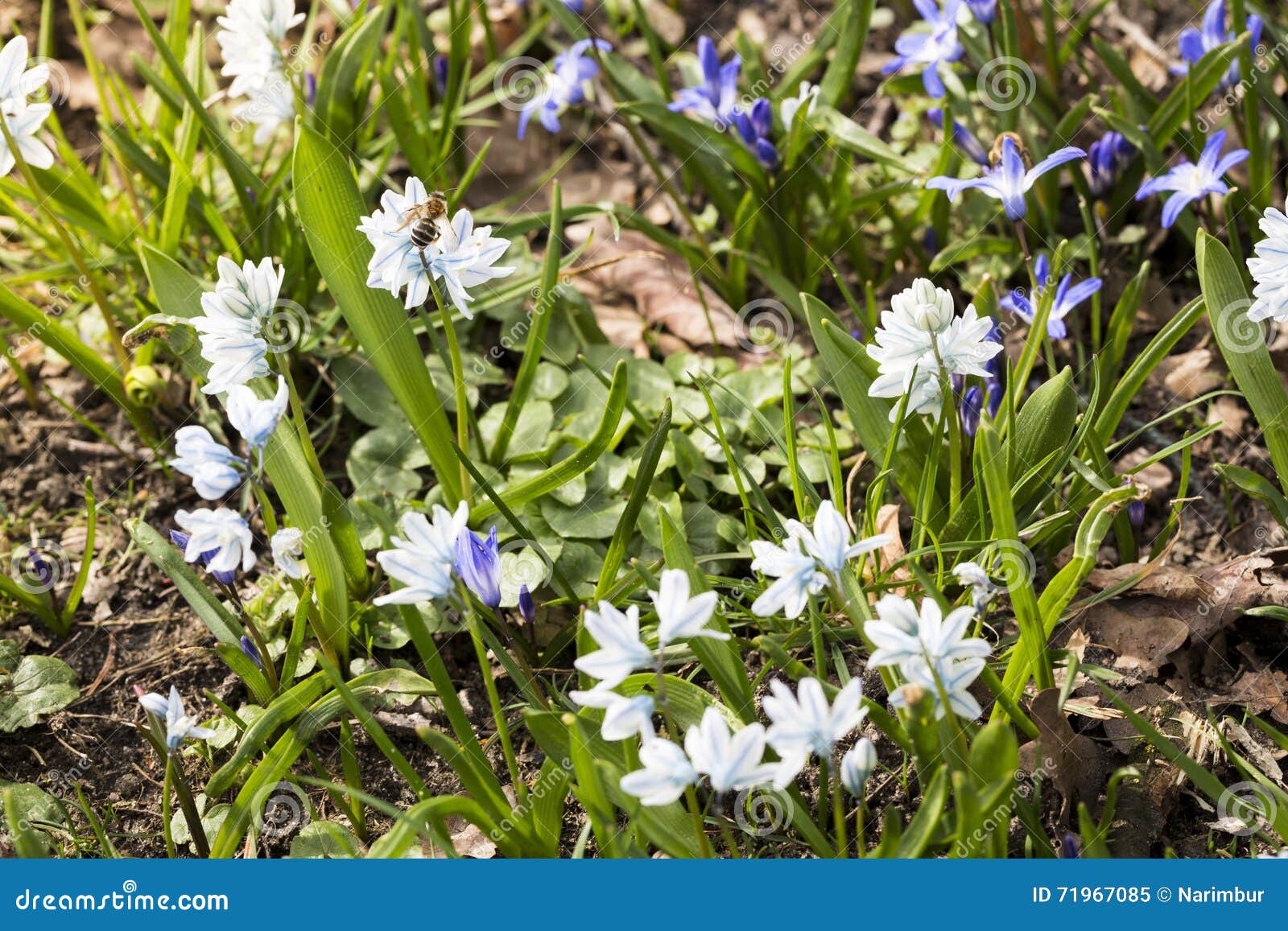 Blue and White Scilla Flowers in Spring Stock Image - Image of nature ...