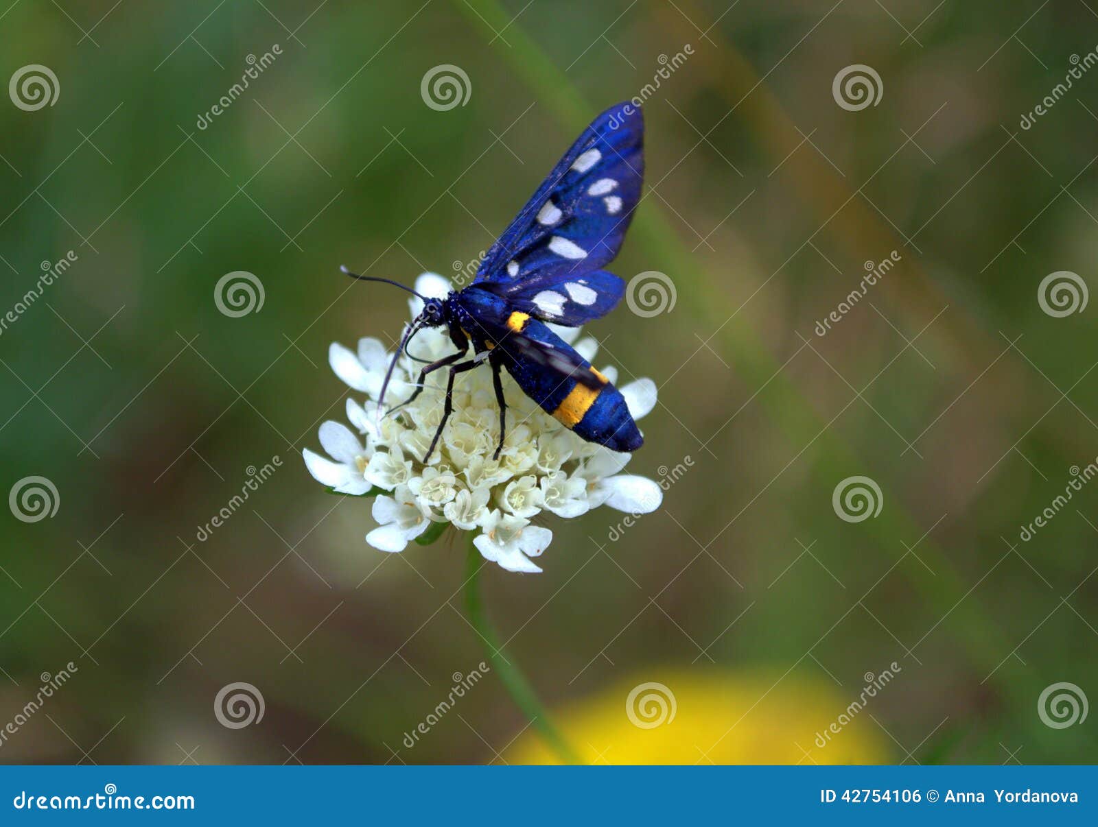 Blue White Spotted Butterfly Stock Photo - Image of pinto, exquisite ...