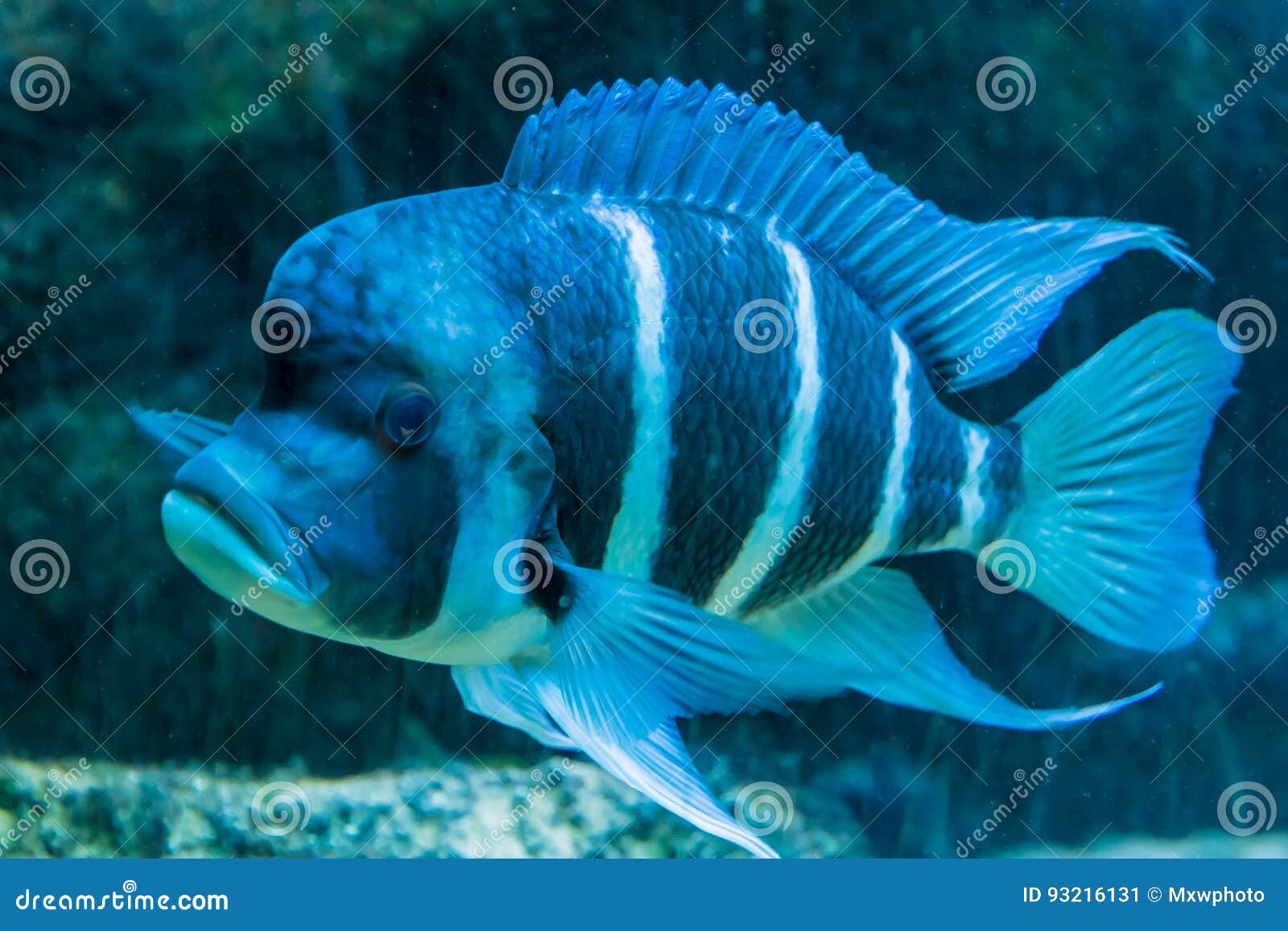 Blue and White Triped Tropical Fish Big Fins Stock Image - Image of ...