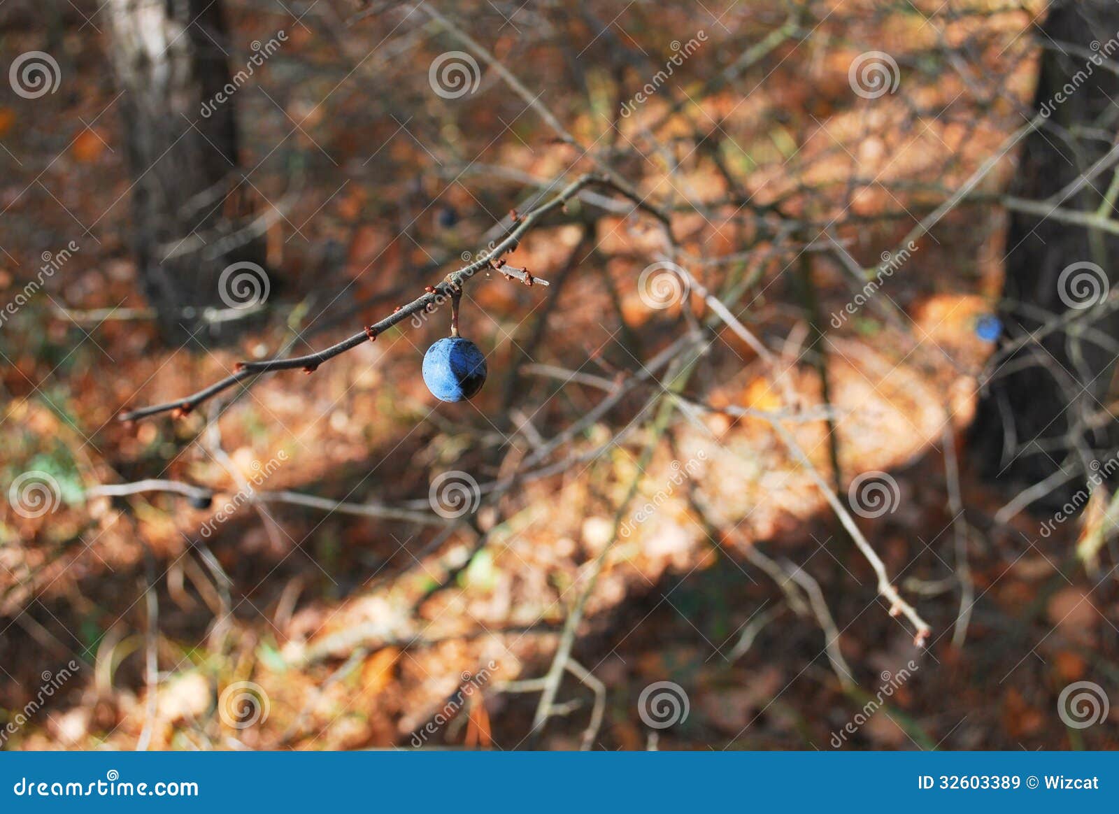Blue Wild Berries on a Branch Stock Image - Image of rays, light: 32603389