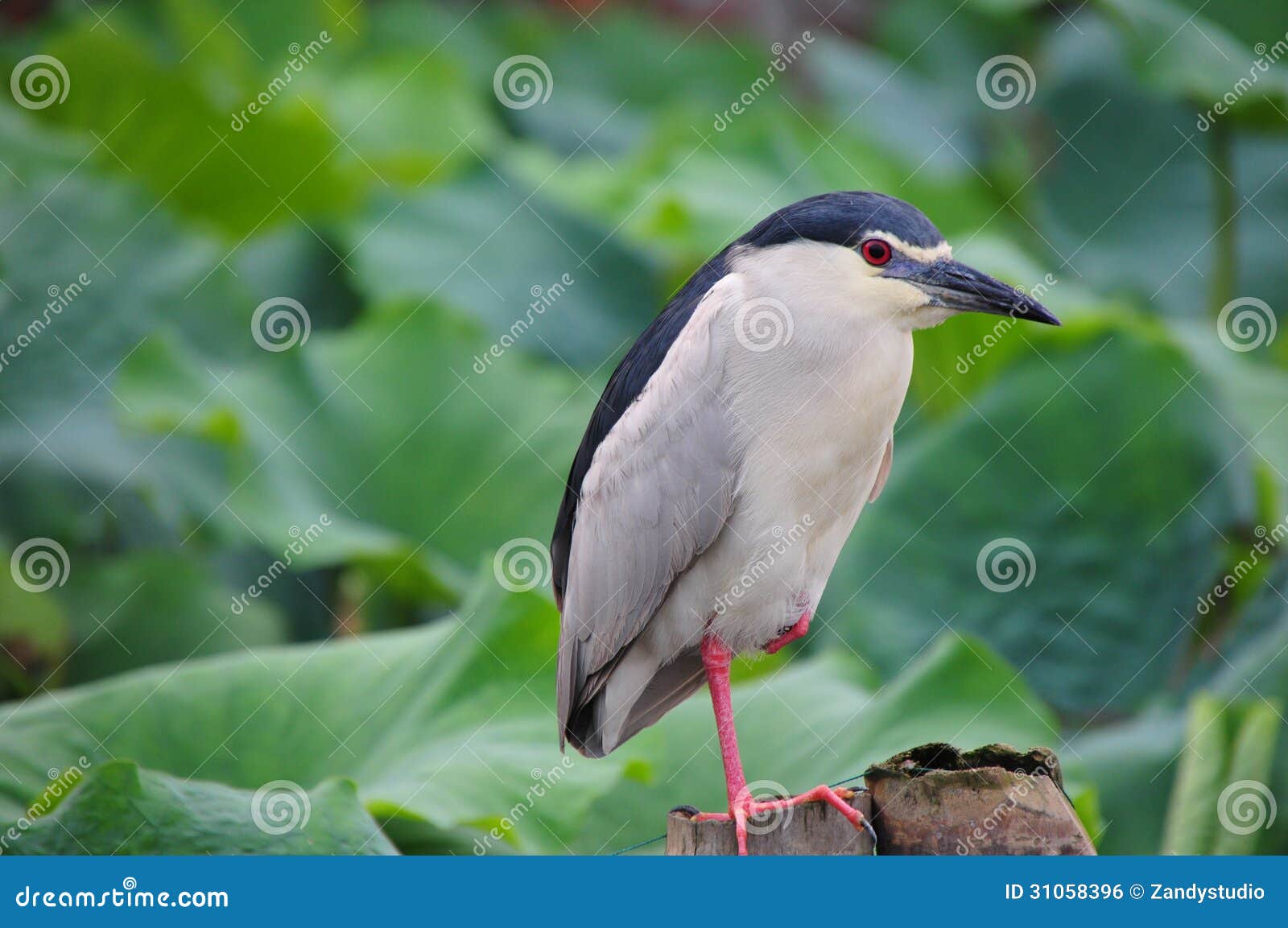 Blue wild bird stock photo. Image of green, waiting, bird - 31058396
