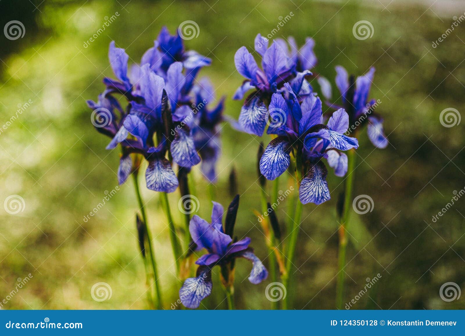 Blue wild flowers stock photo. Image of nature, wildflower - 124350128