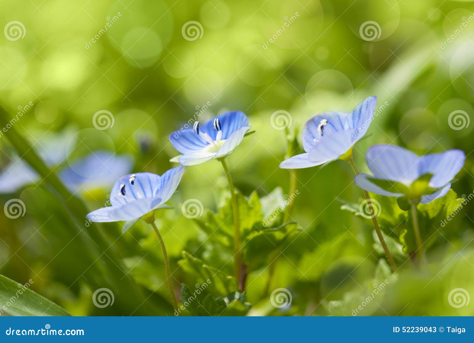 Blue Wild Flowers on Defocused Background - Fresh Spring Nature Stock ...