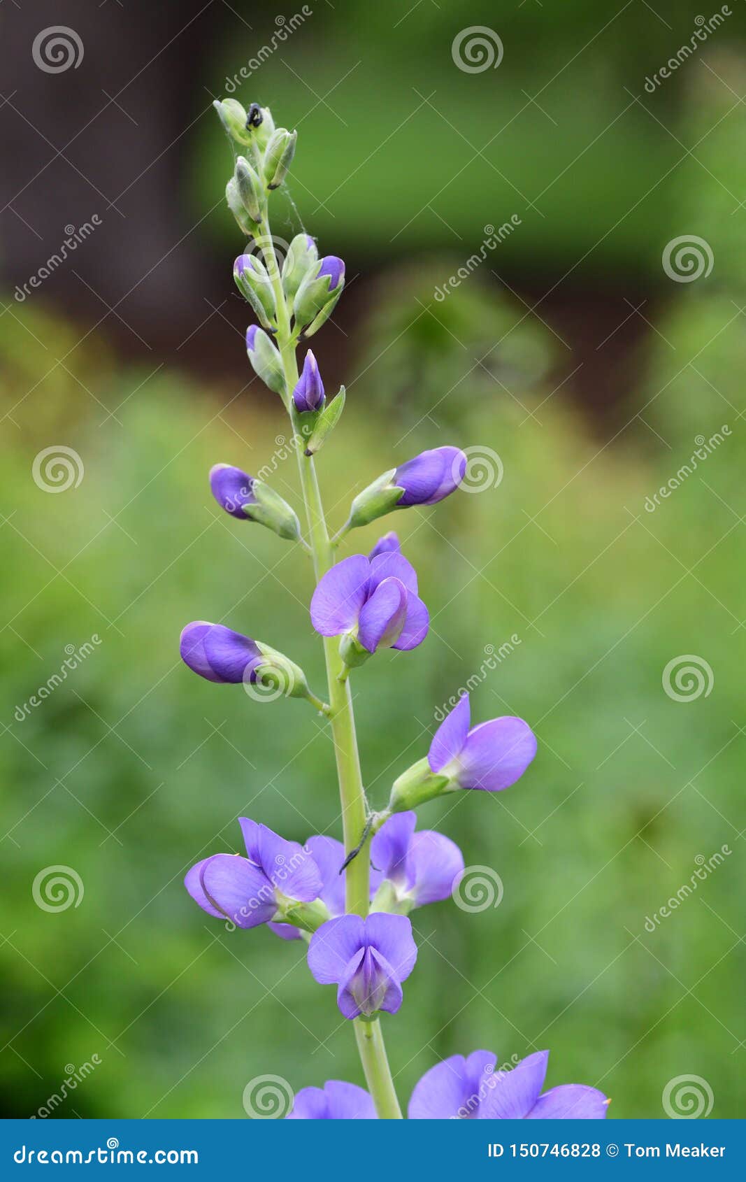 Blue Wild Indigo Baptisia Australis Stock Photo - Image of fabaceae ...