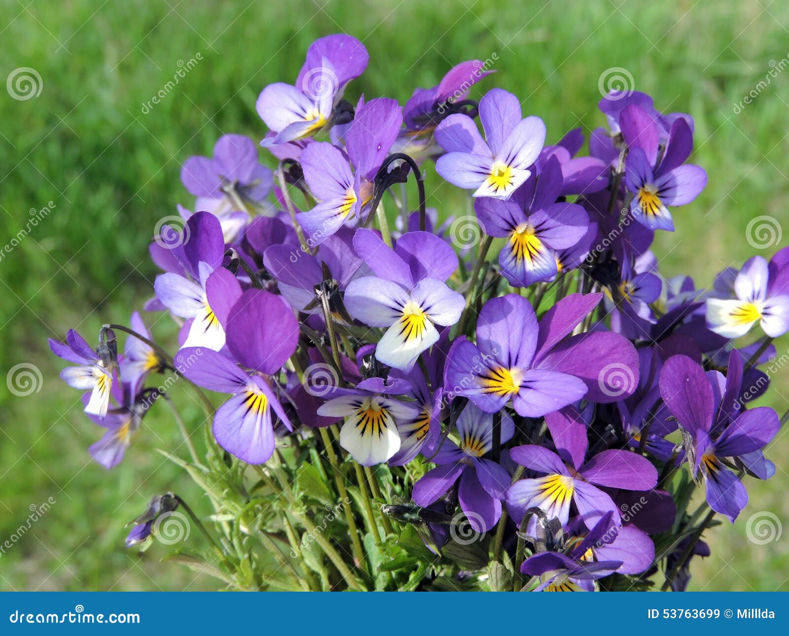 Wild Pansy - Viola Tricolor Stock Photo | CartoonDealer.com #118766700