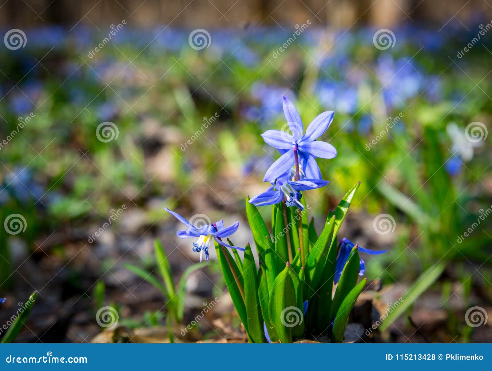 Blue wild spring flowers stock photo. Image of gardening - 115213428