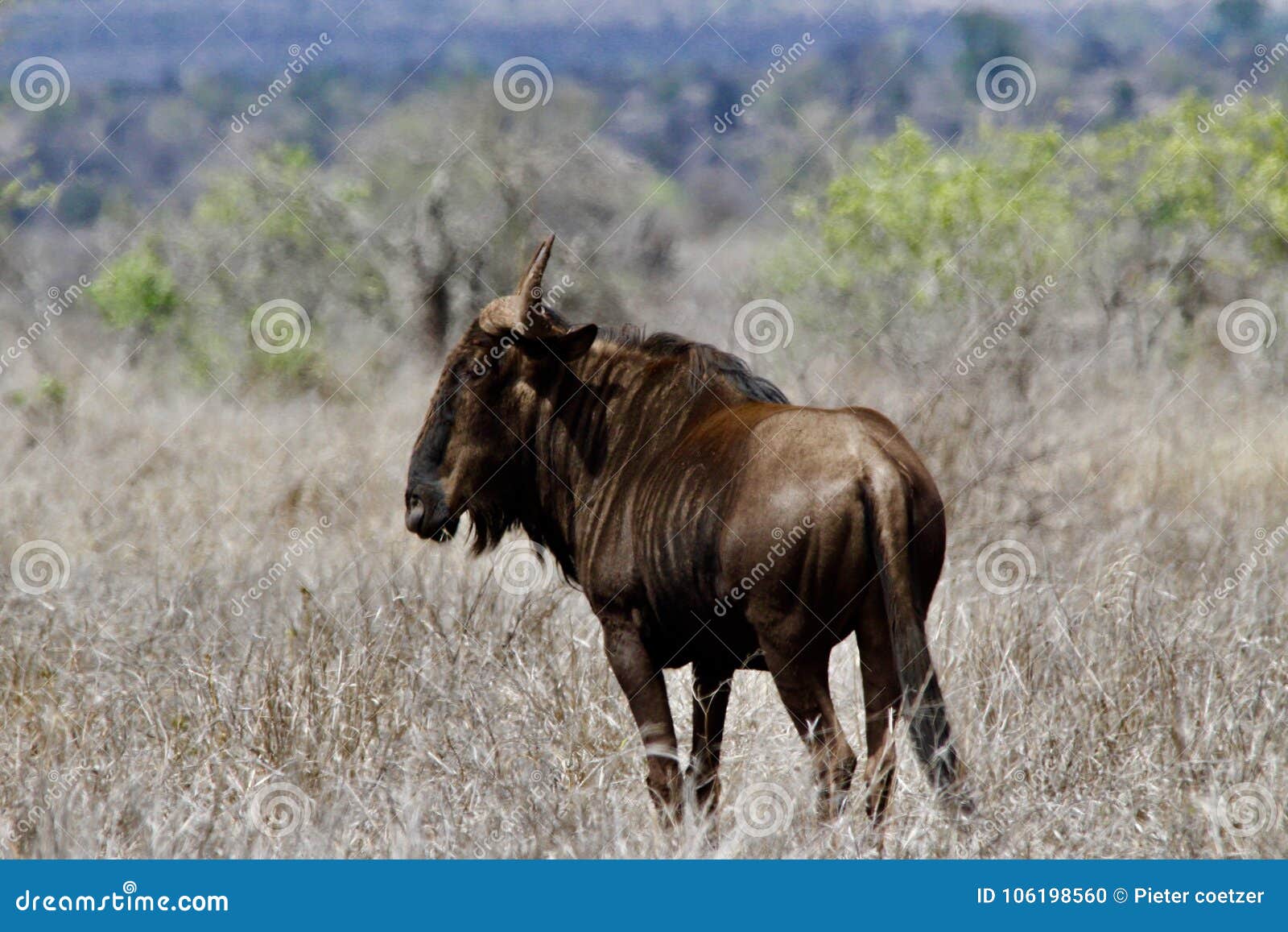 Blue wildebees stock photo. Image of blue, heat, wildebees - 106198560