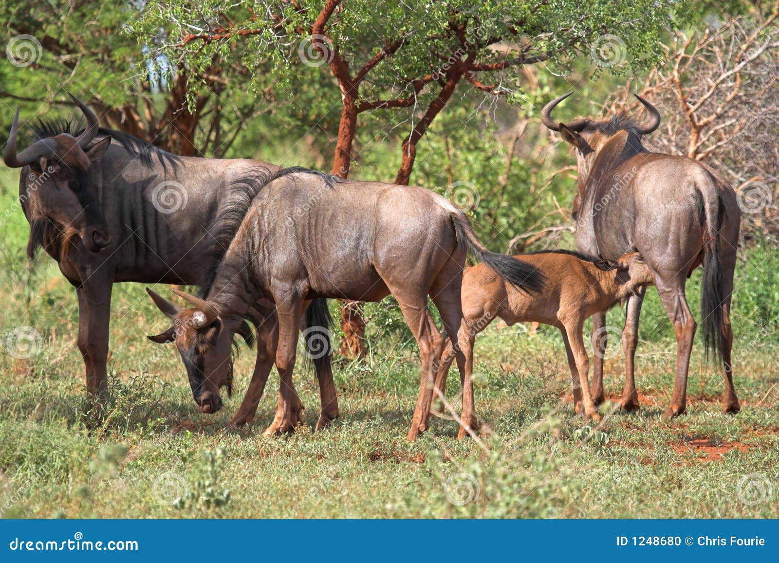 Blue Wildebeest stock photo. Image of animals, beest, parks - 1248680