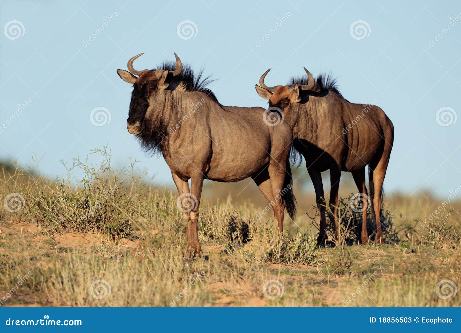 Blue wildebeest stock image. Image of wilderness, kalahari - 18856503