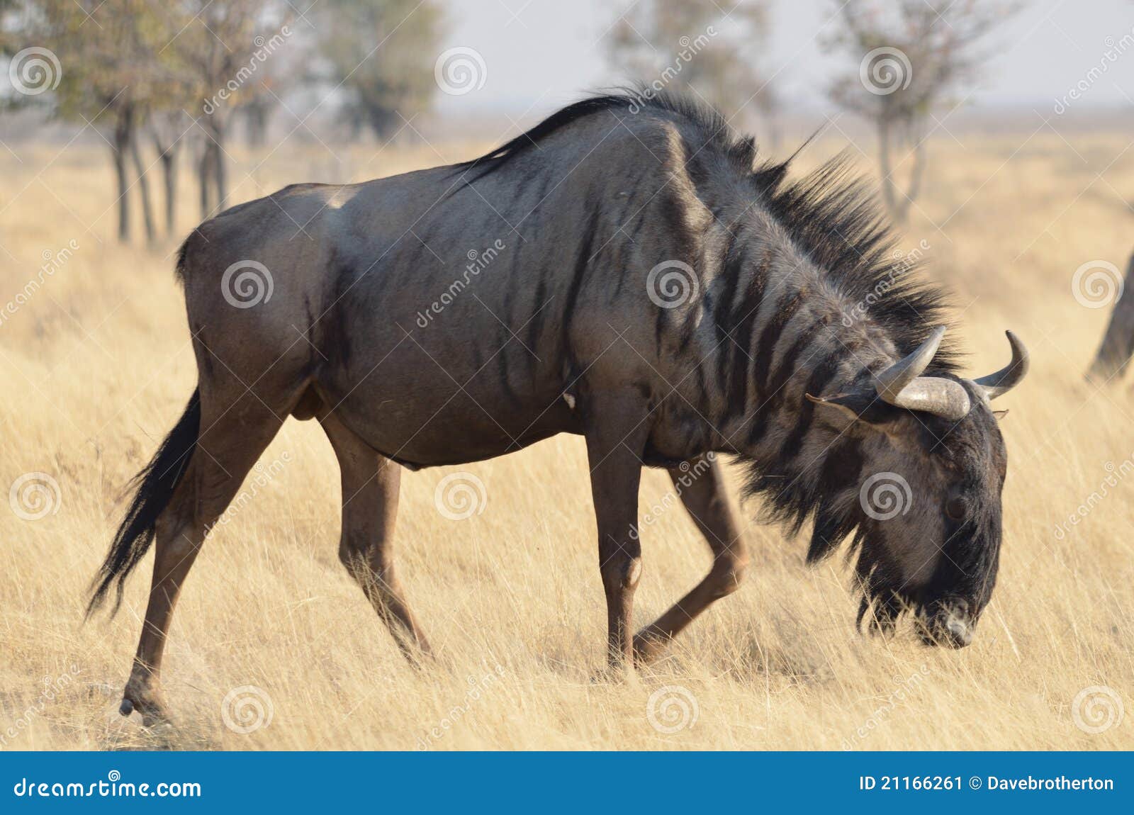 Blue Wildebeest, Side View, Africa Nationalpark Stock Image ...