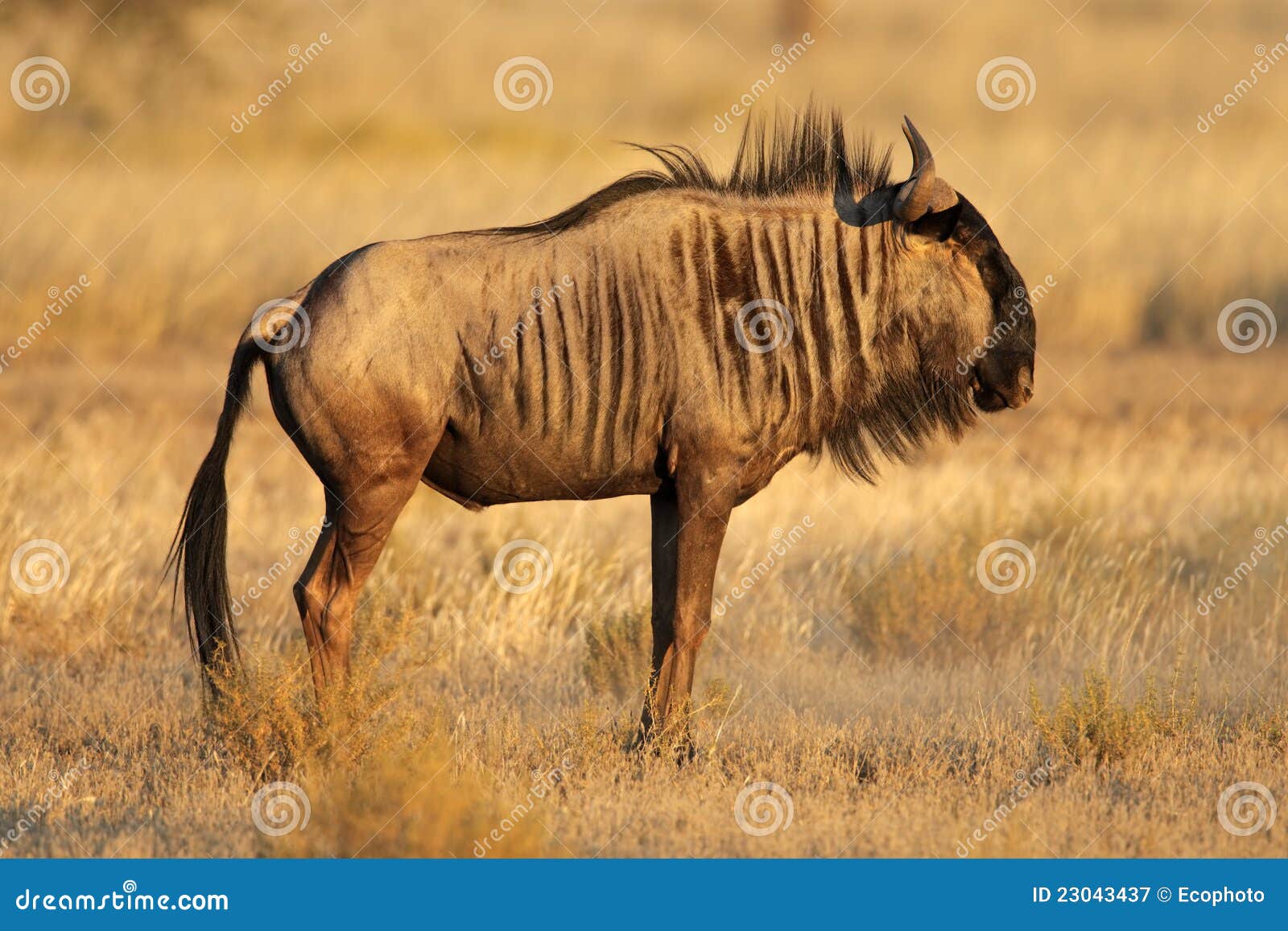 Blue wildebeest stock image. Image of survival, afternoon - 23043437