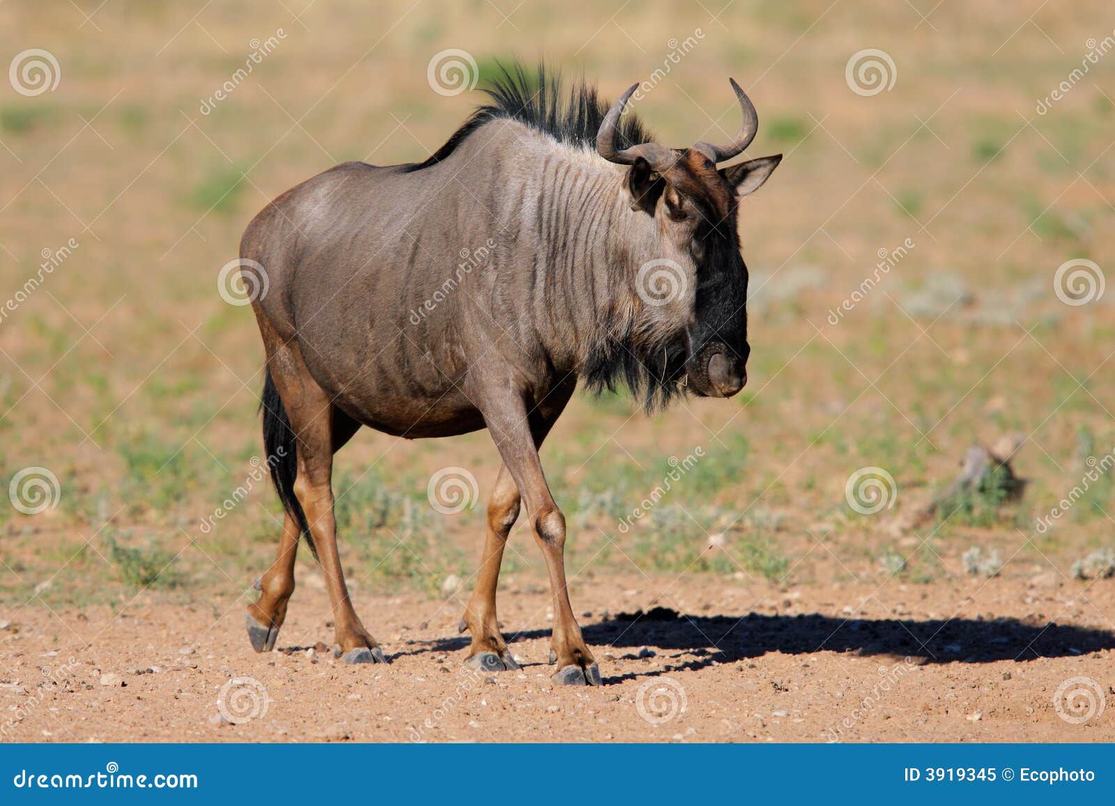 Blue wildebeest stock image. Image of wilderness, wild - 3919345