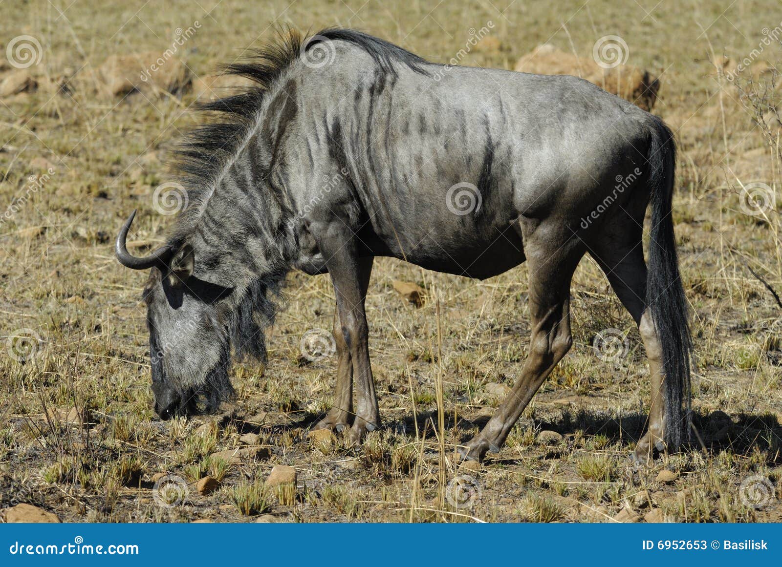Blue Wildebeest stock image. Image of safari, aggressive - 6952653