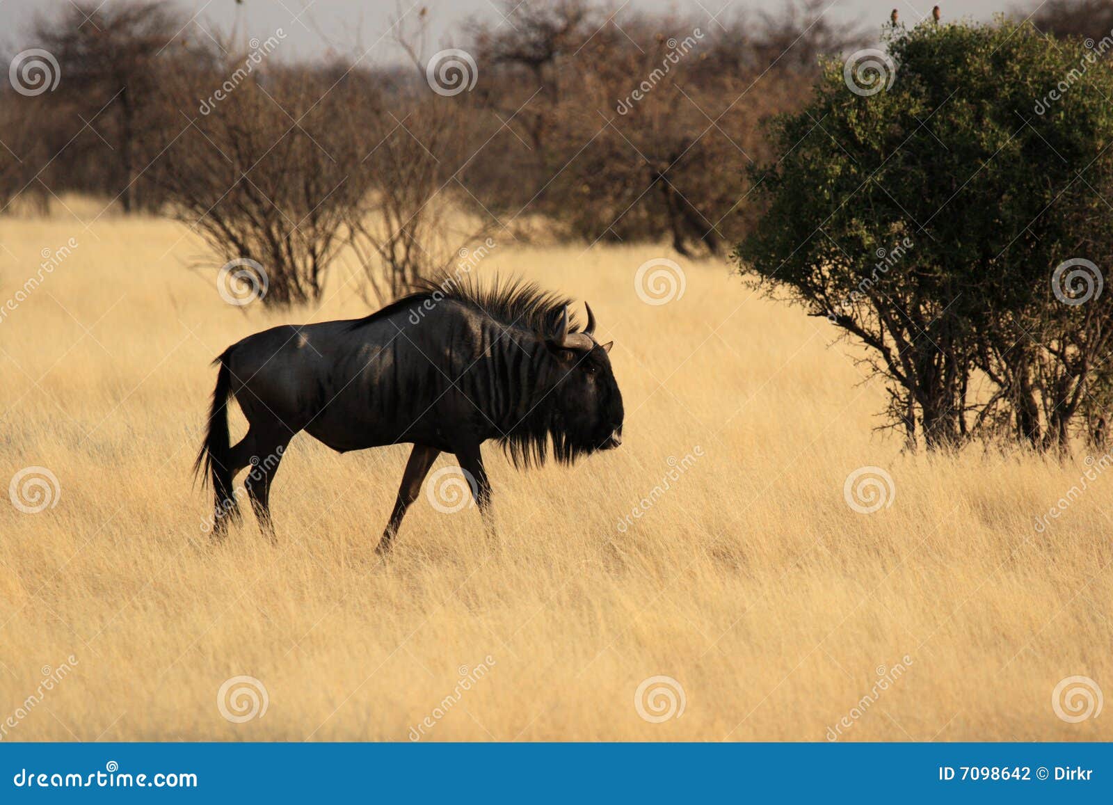 Blue Wildebeest stock photo. Image of horns, wildlife - 7098642