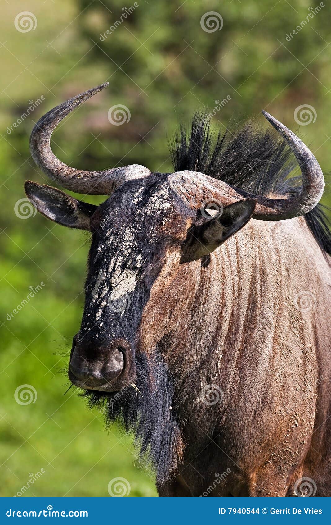 Blue Wildebeest stock photo. Image of horns, head, mammal - 7940544