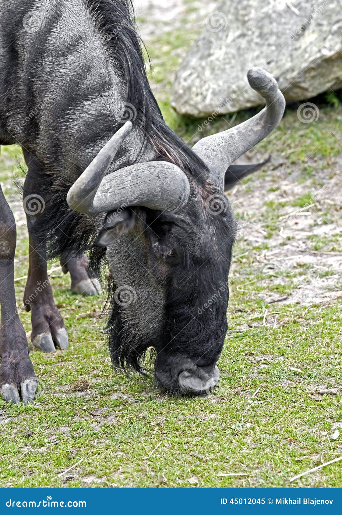 Blue wildebeest 4 stock image. Image of ruminant, hoof - 45012045