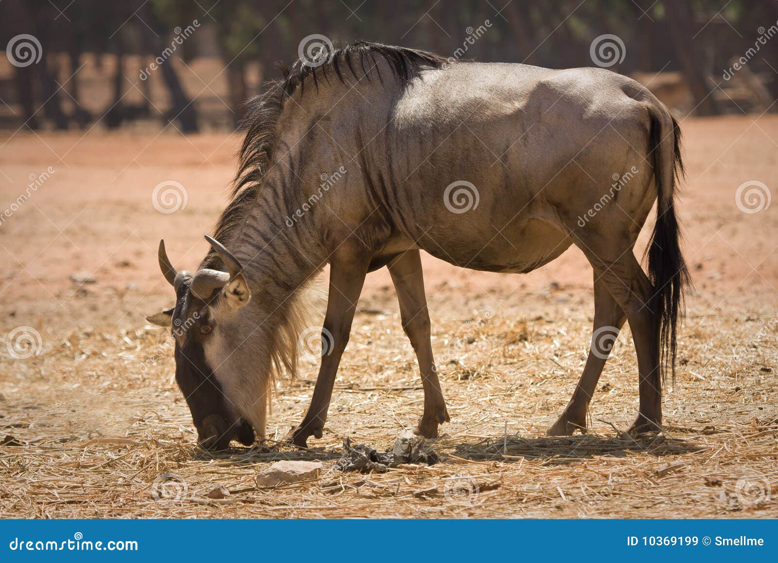 Blue Wildebeest antelope stock image. Image of mammal - 10369199