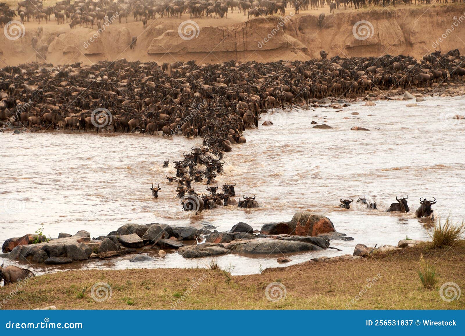Blue Wildebeest Antelopes Crossing the River Stock Image - Image of wildlife, sunny: 256531837