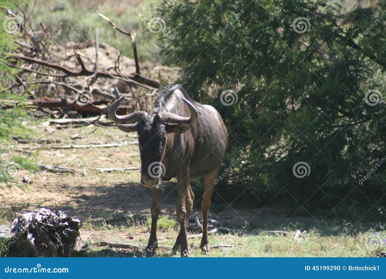 Blue Wildebeest or Brindled Gnu Stock Photo - Image of brindled ...