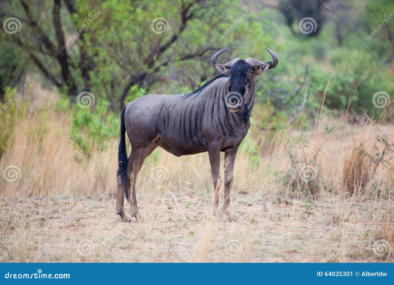 Blue Wildebeest stock image. Image of animals, horn, reserve - 64035301