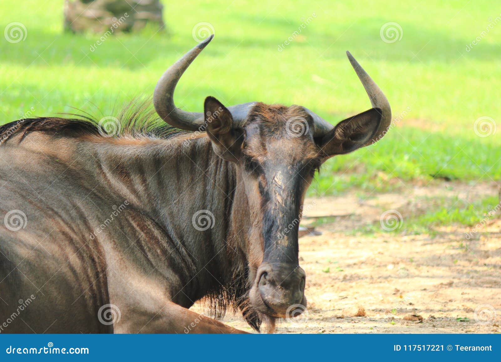 Blue Wildebeest, Common Wildebeest Connochaetes Taurinus Stock Image ...