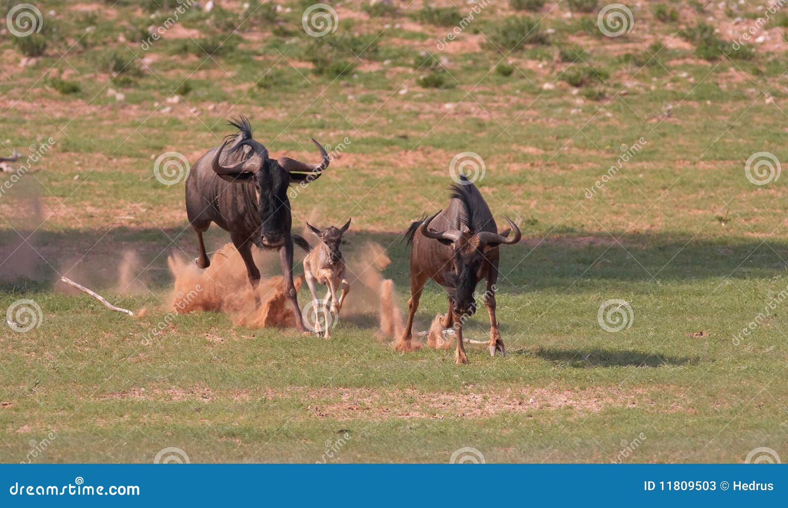 Blue Wildebeest (Connochaetes Taurinus) Stock Image - Image of adult ...