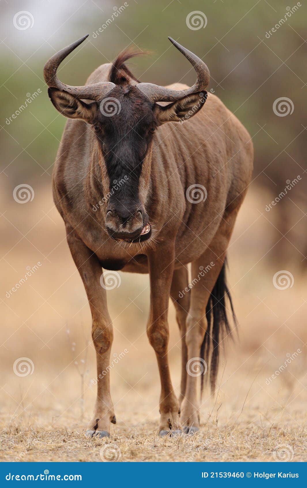 Blue Wildebeest (Connochaetes Taurinus) Stock Photo - Image of ...
