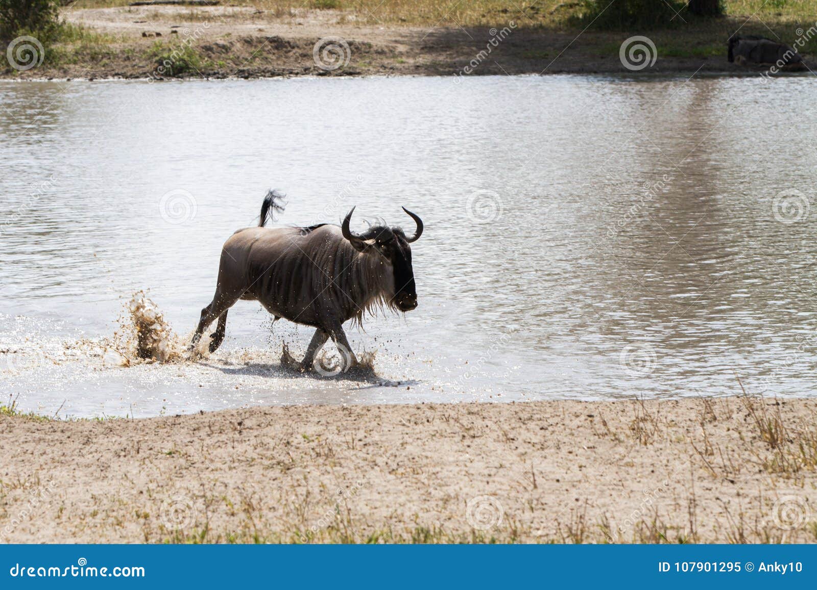 Blue Wildebeest Connochaetes Taurinus in the Water Stock Image - Image ...