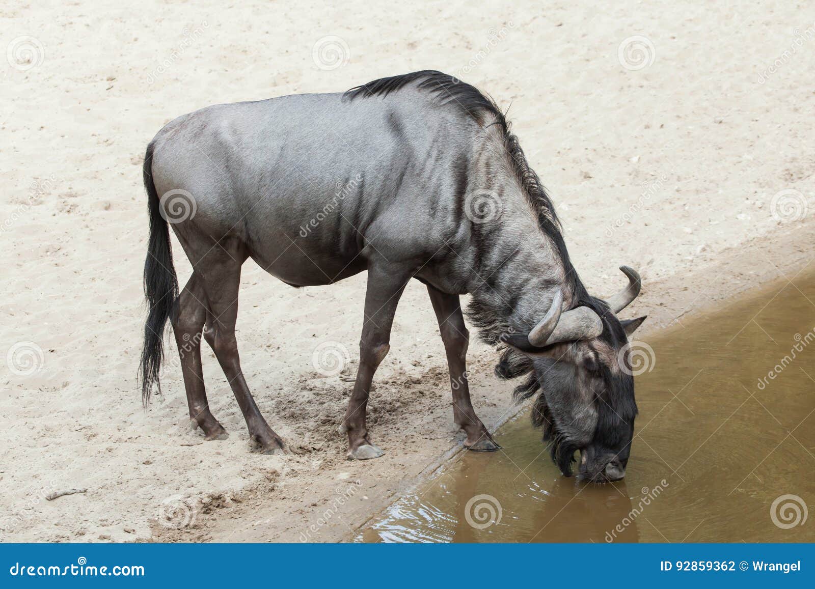 Blue Wildebeest Connochaetes Taurinus Stock Photo - Image of lake ...