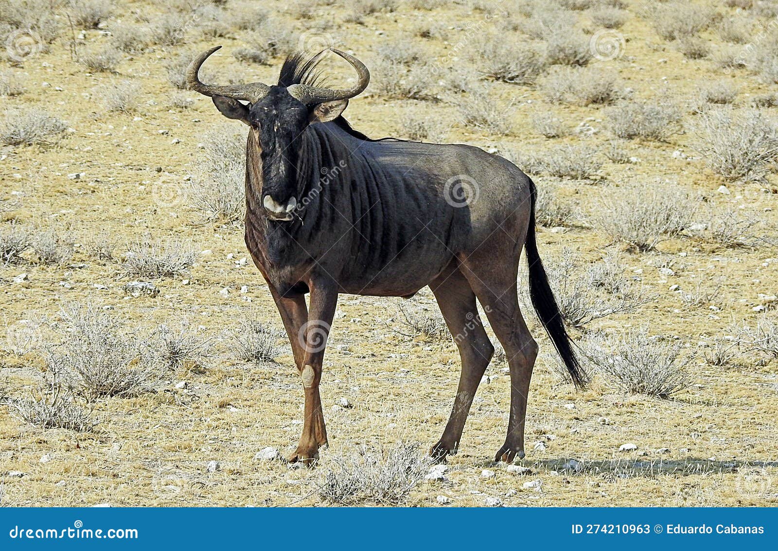 Blue Wildebeest, Etosha National Park, Namibia Stock Image - Image of ...