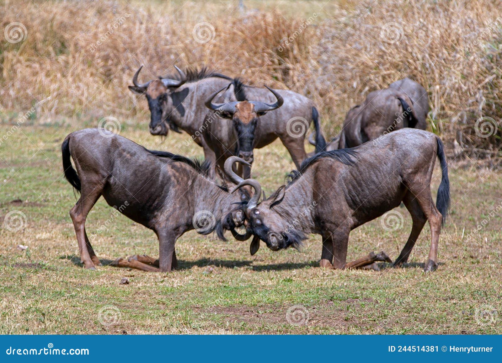 Wildebeest Fighting in Front of Herd in Southern Africa Stock Image ...