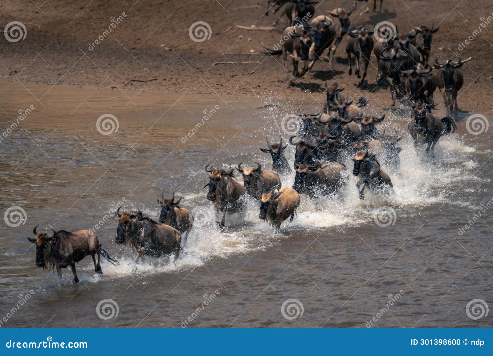 Blue Wildebeest Galloping Across River in Spray Stock Photo - Image of ...
