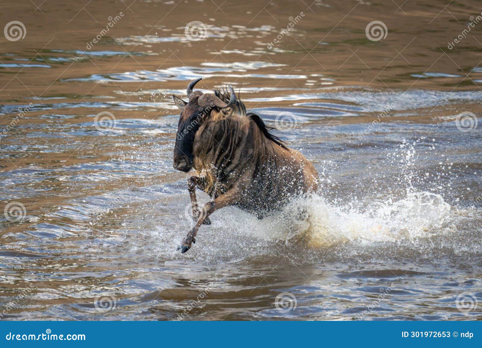 Blue Wildebeest Galloping through Water Amid Spray Stock Image - Image ...