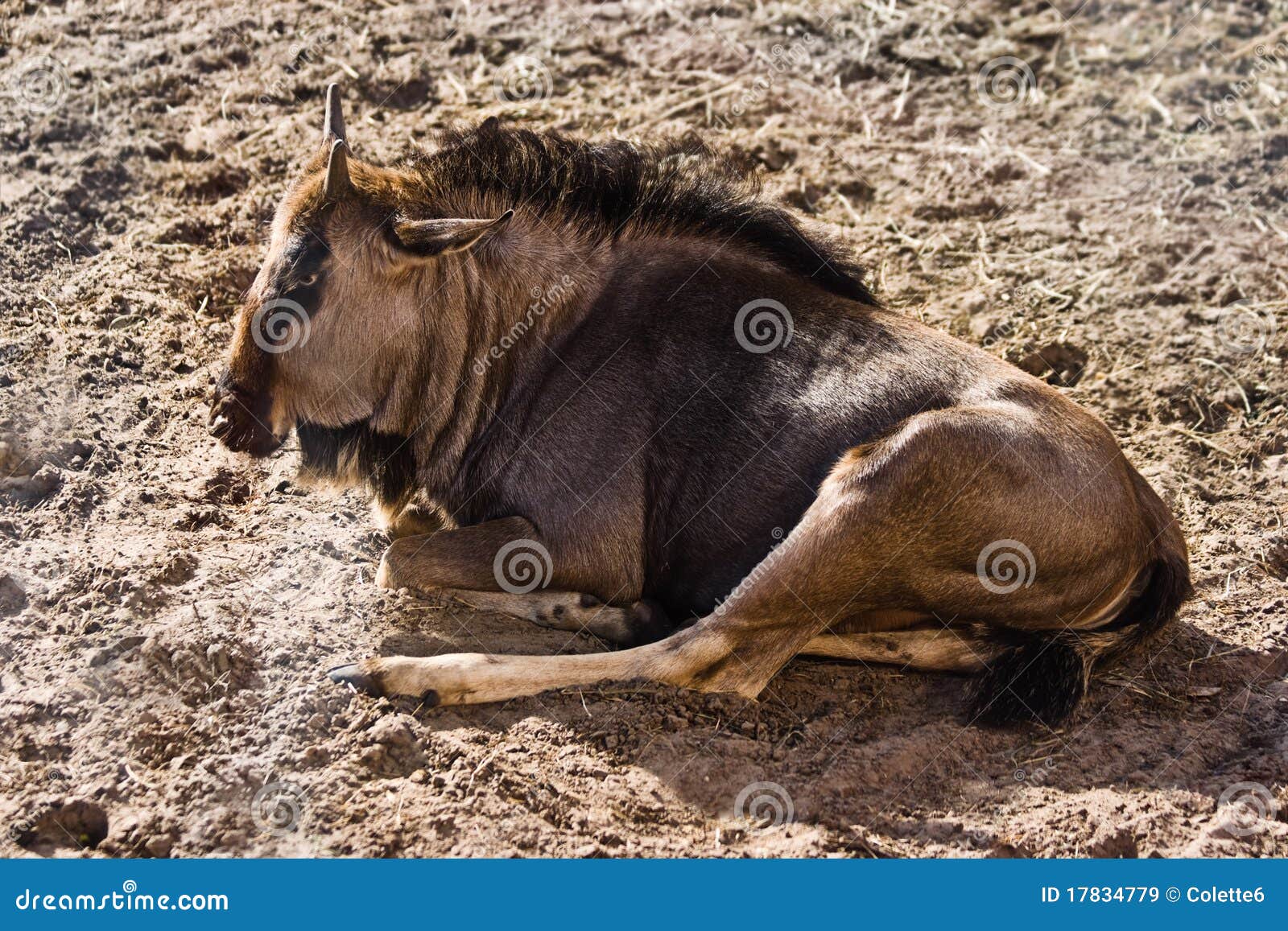 Blue Wildebeest or Gnu stock image. Image of plains, brindled - 17834779