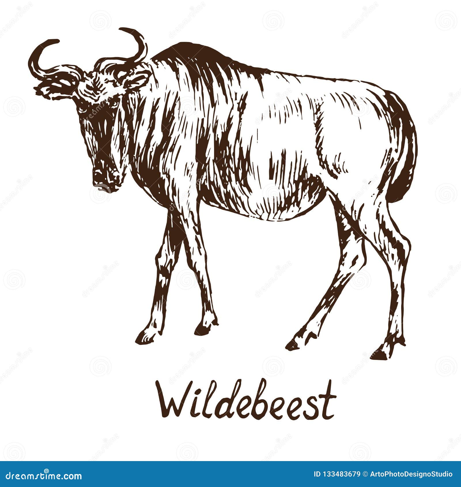 Blue Wildebeest Drawing
