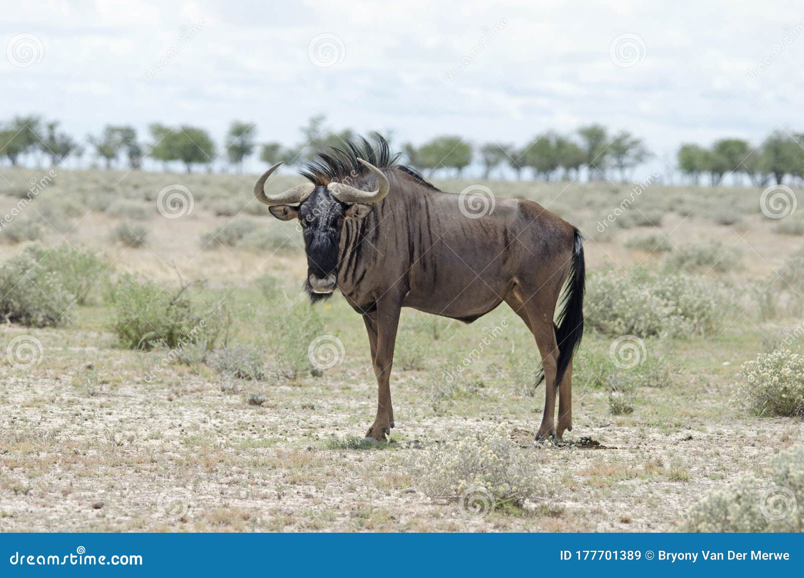 Blue Wildebeest Gnu in Etosha, Trees on Horizon Stock Image - Image of ...