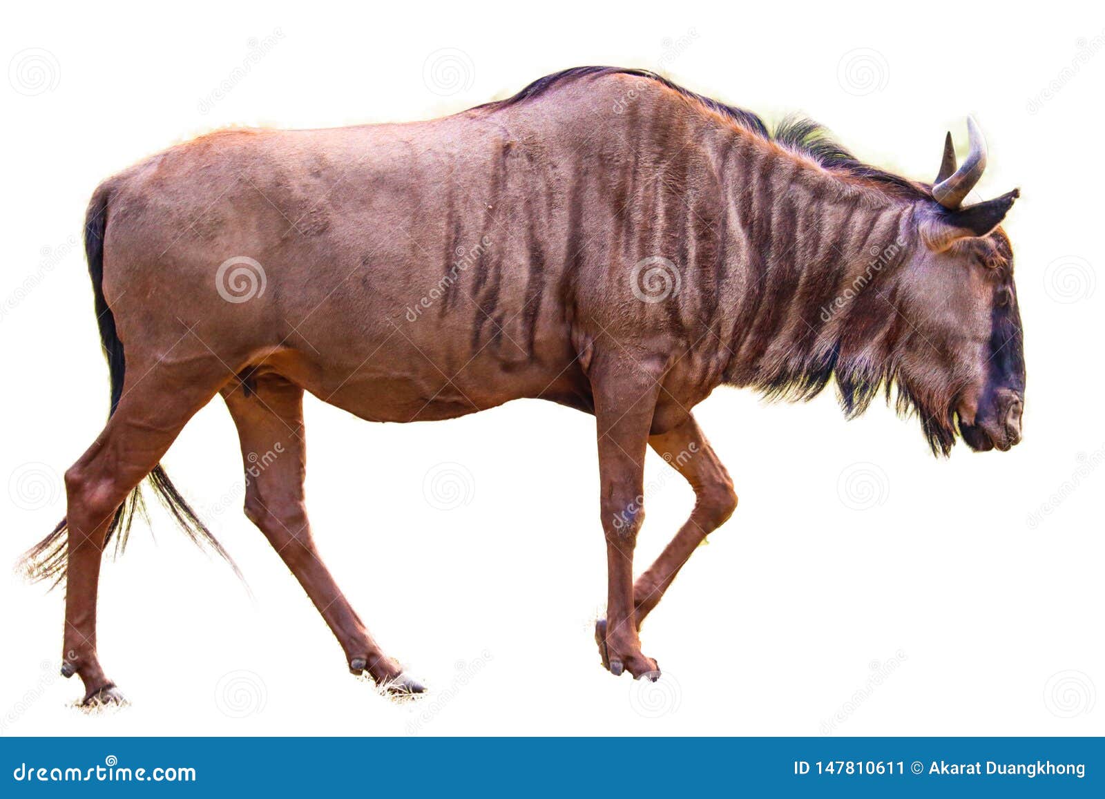 Blue Wildebeest isolated stock illustration. Illustration of gnou ...