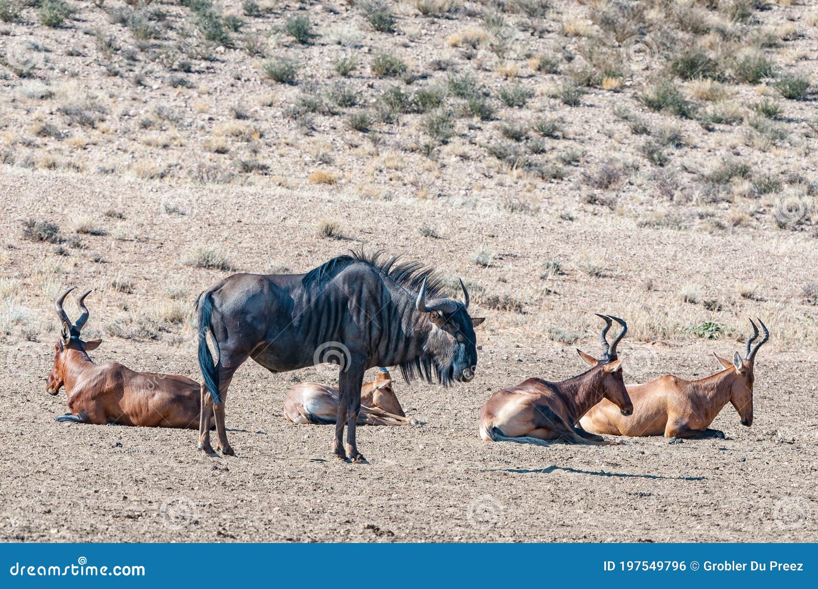 Blue Wildebeest and Red Hartebeest in the Kgalagadi Stock Photo - Image ...