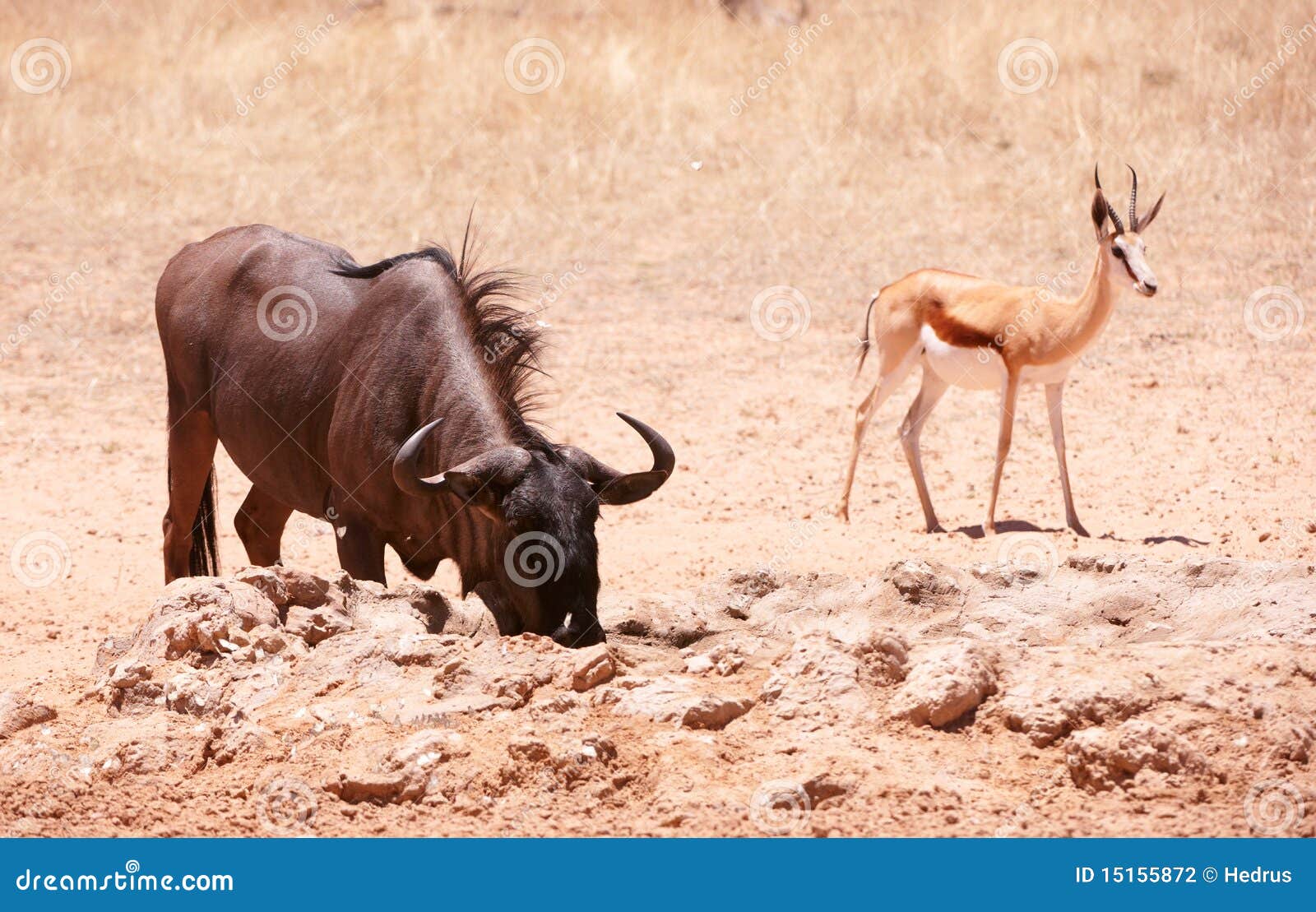Blue Wildebeest and Springbok Stock Photo - Image of pool, african ...