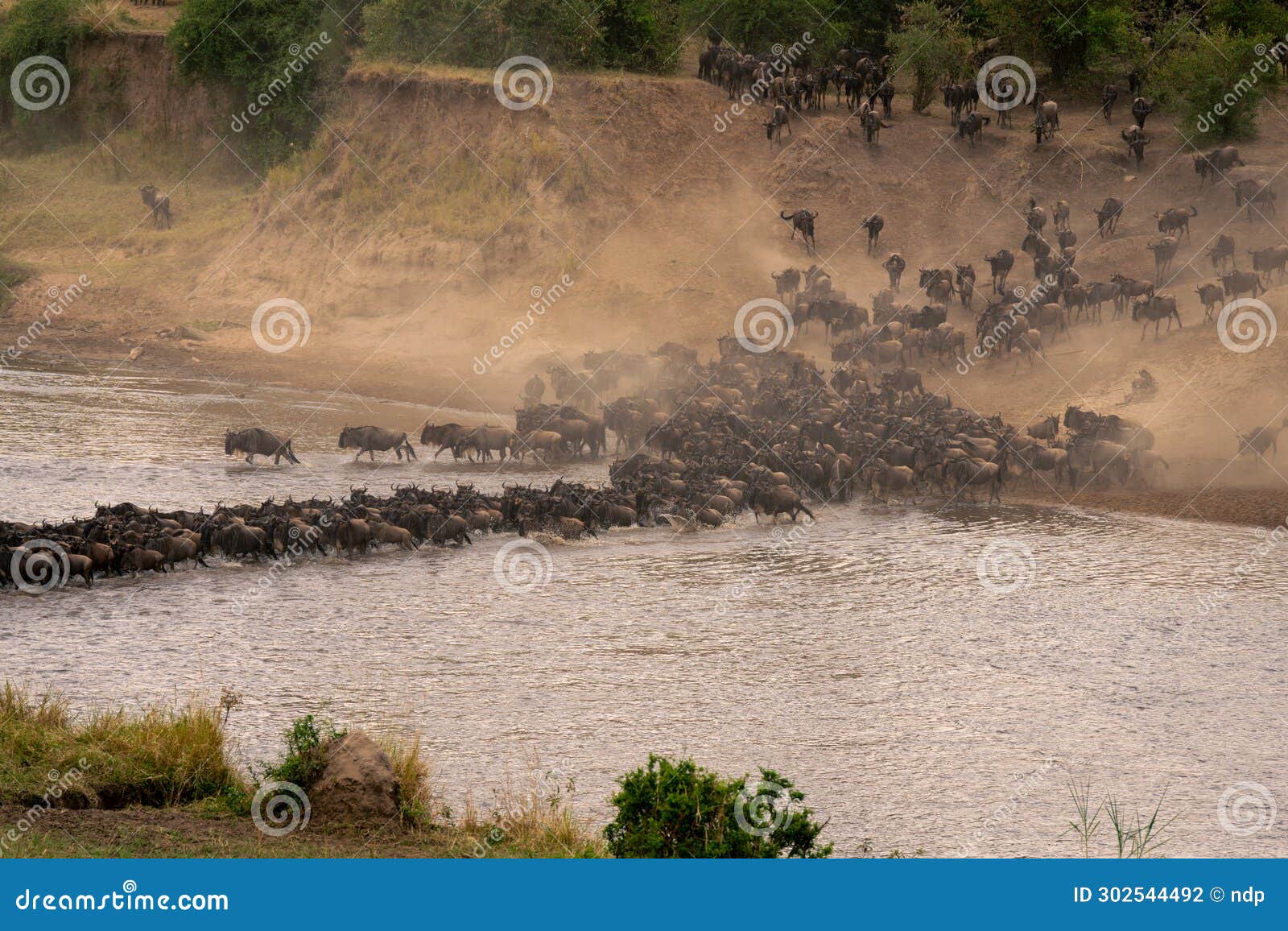 Blue Wildebeest Traverse River in Dust Cloud Stock Photo - Image of ...